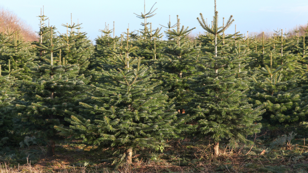 A Guide to the Different Christmas Tree Varieties - Hilltop Garden Centre
